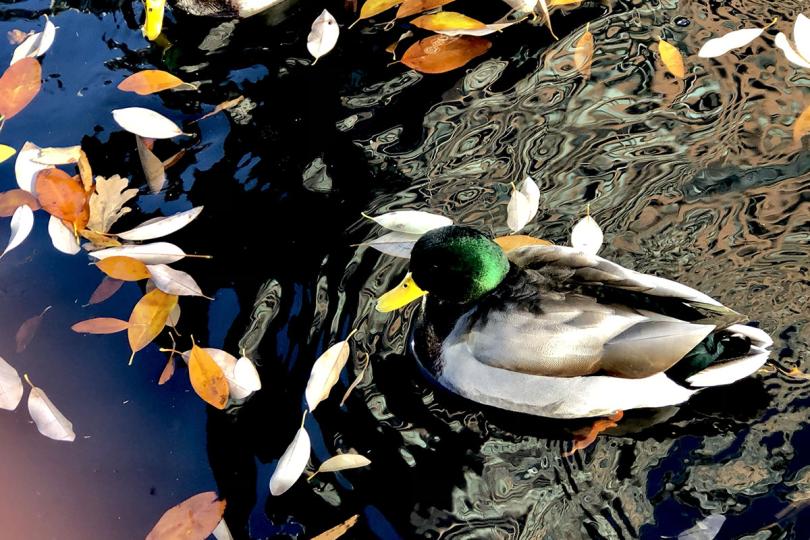 Rejoice Always! | Trinity Church